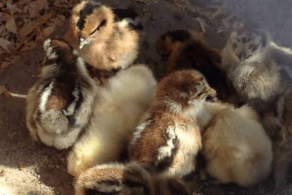 Buying Chicks: Pros and Cons of Where to Buy - Backyard Poultry